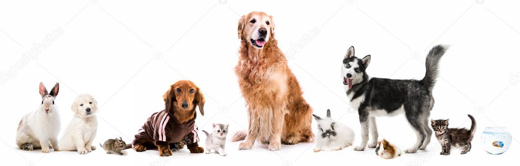 Pets background Stock Photos, Royalty Free Pets background Images ...