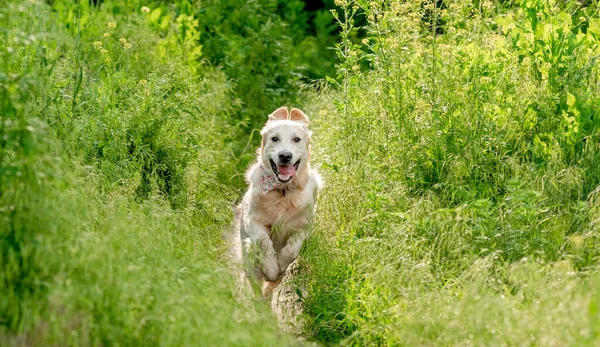 Nice dog Stock Photos, Royalty Free Nice dog Images | Depositphotos