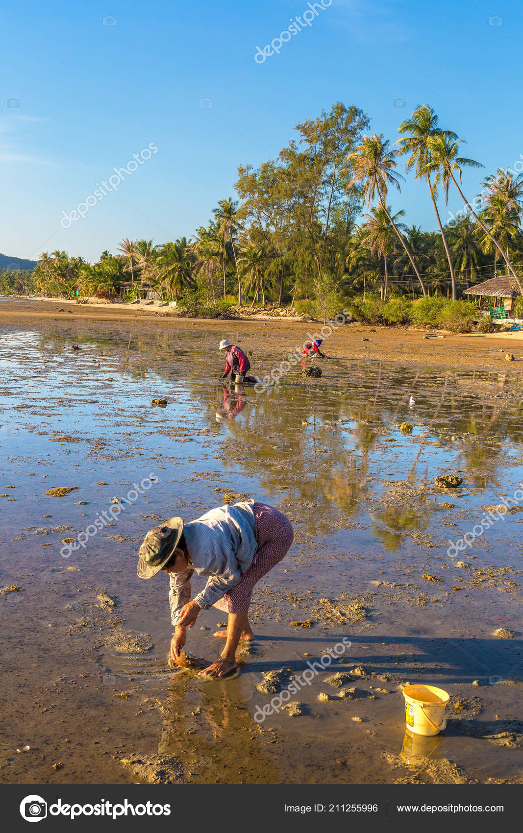 Phangan Thailand March 2018 Woman Clams Harvested Koh Phangan Island ...