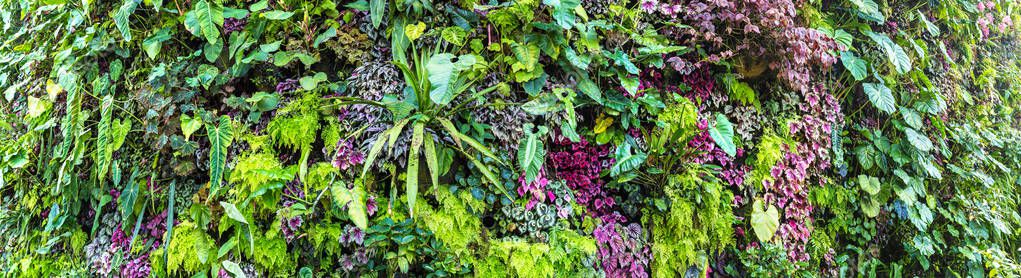 Vertical garden texture Stock Photos, Royalty Free Vertical garden ...