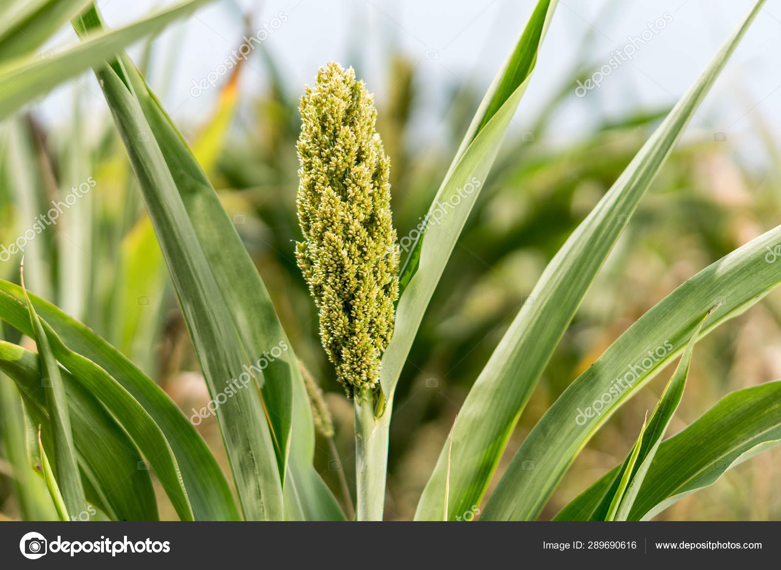 Young sorghum (millet, jowari) sprouts on a farmers field. — Stock ...