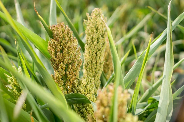 Jowari Pictures, Jowari Stock Photos & Images | Depositphotos®