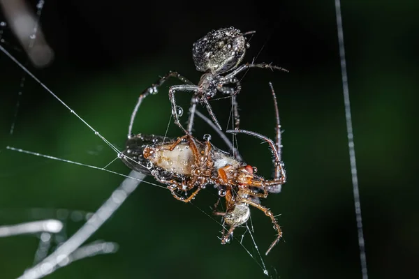 Australian spiders Stock Photos, Royalty Free Australian spiders Images ...