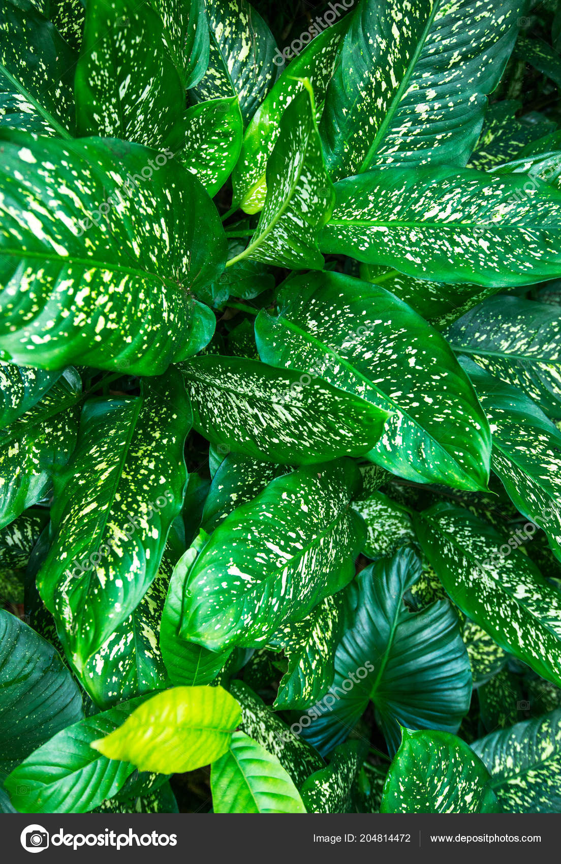 Plant Wallpaper Desktop Stock Photo by ©Yarygin 204814472