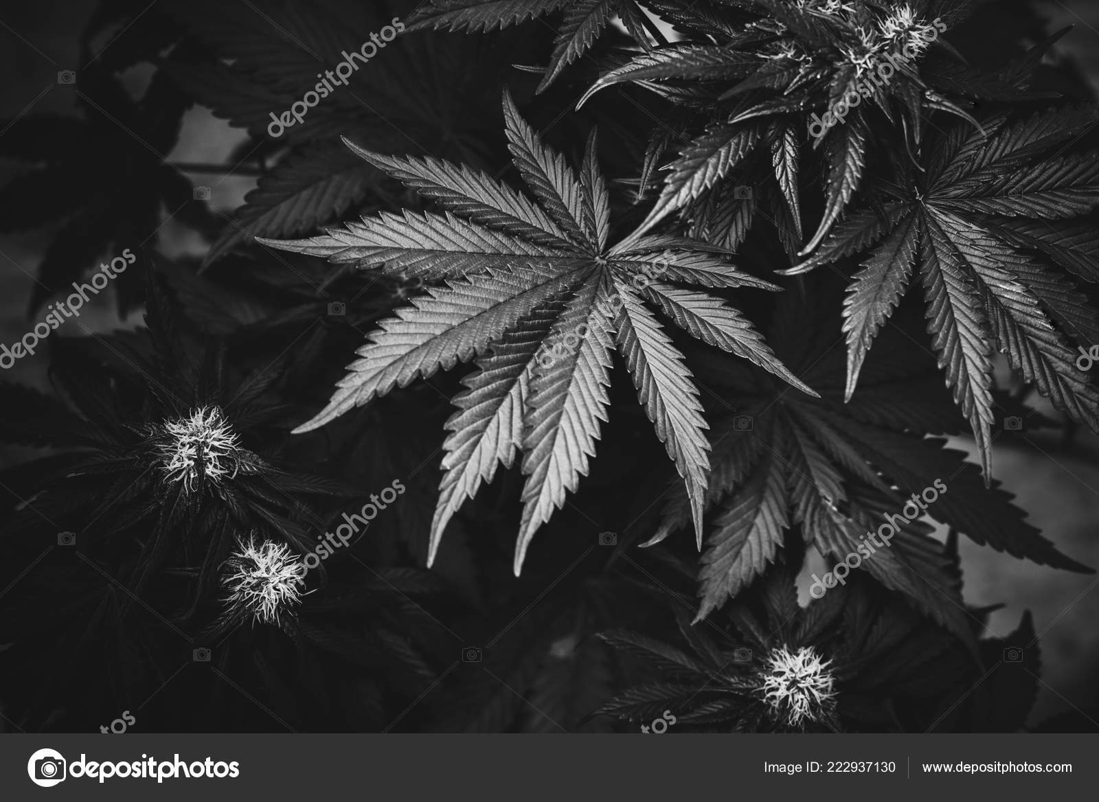 Weed Leaf Black And White Background