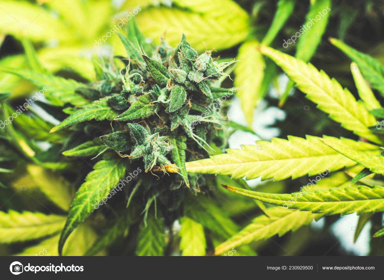 Cannabis Plant Buds High Times Stock Photo by ©Yarygin 230929500