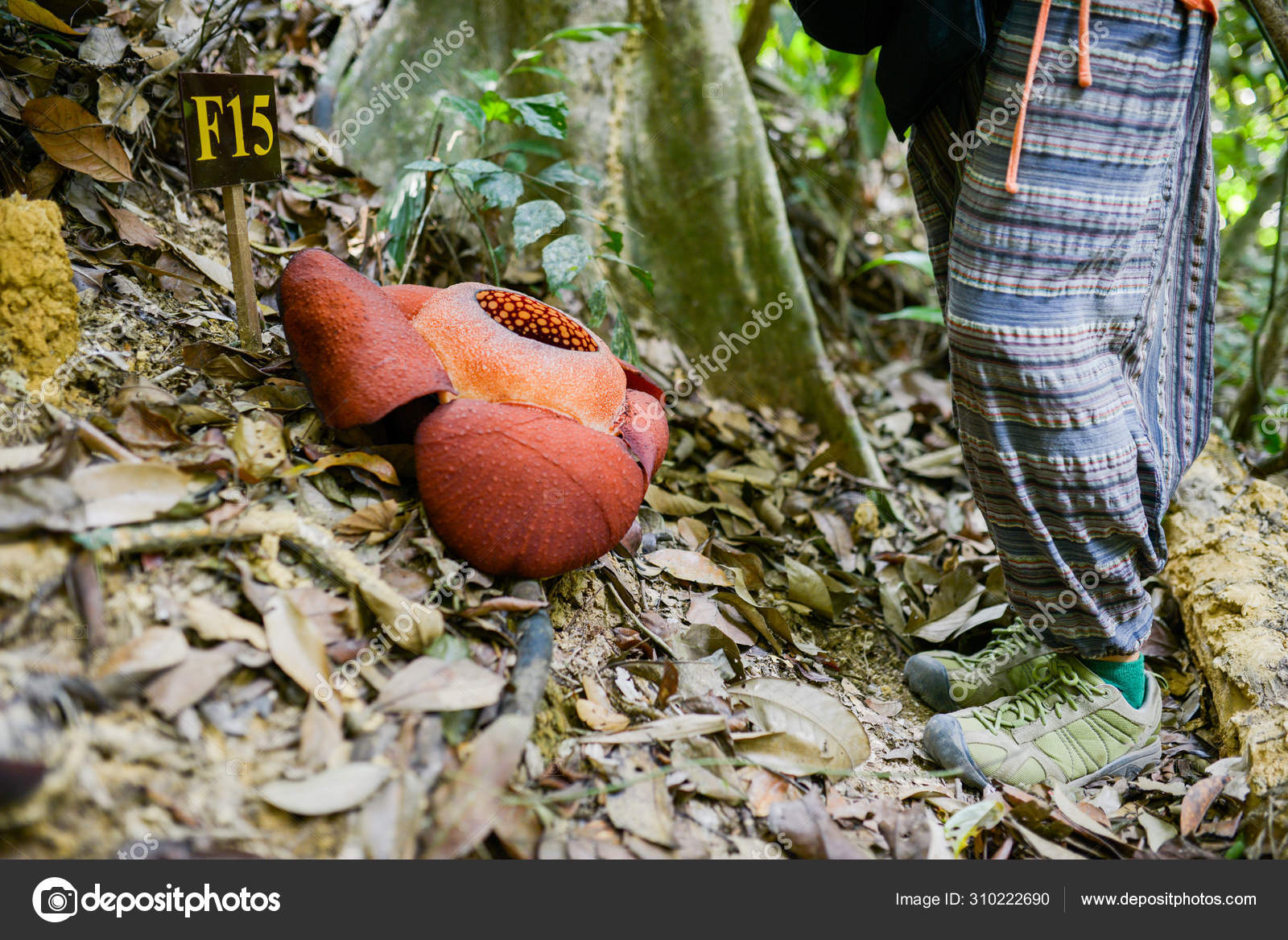 Rafflesia flower, nature conservation in the national park — Stock ...