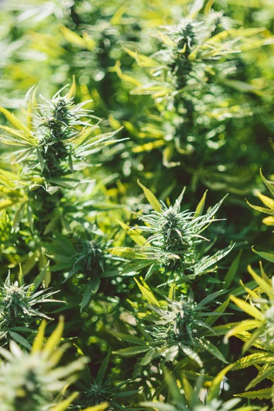 Marijuana plants Stock Photos, Royalty Free Marijuana plants Images ...