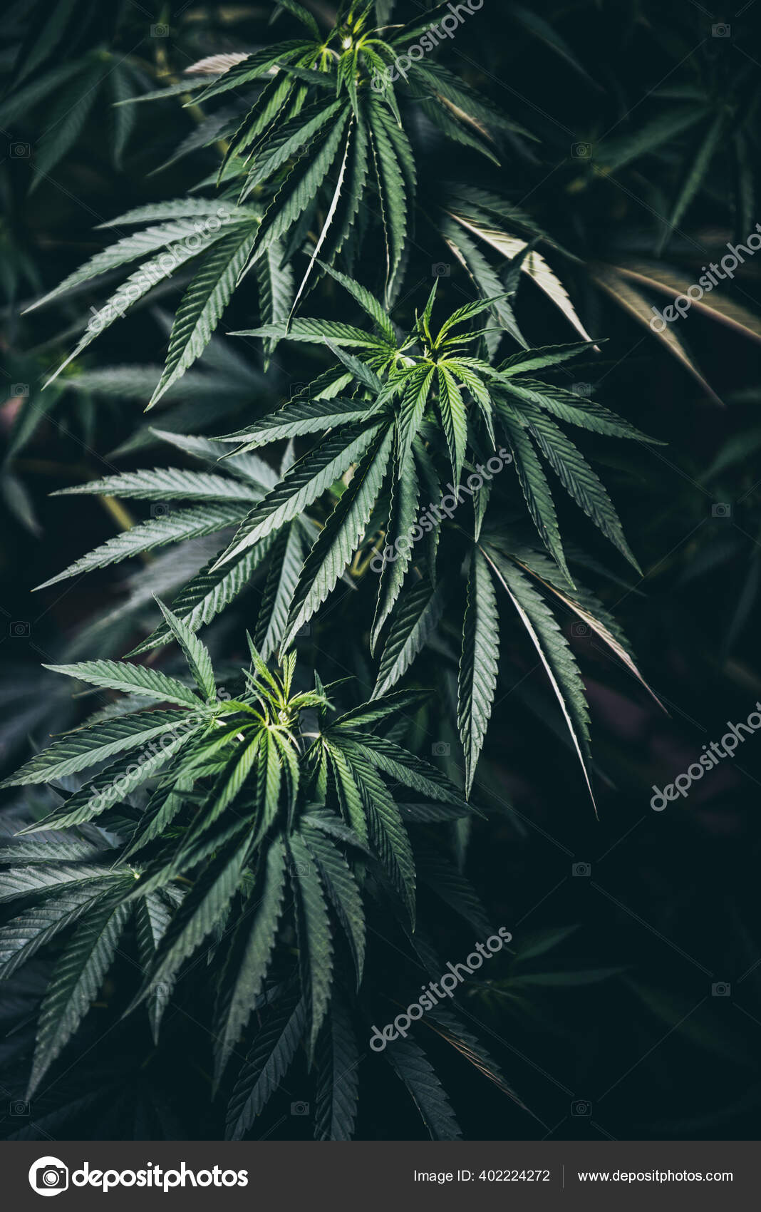 Fondos De Pantalla De Plantas De Cannabis