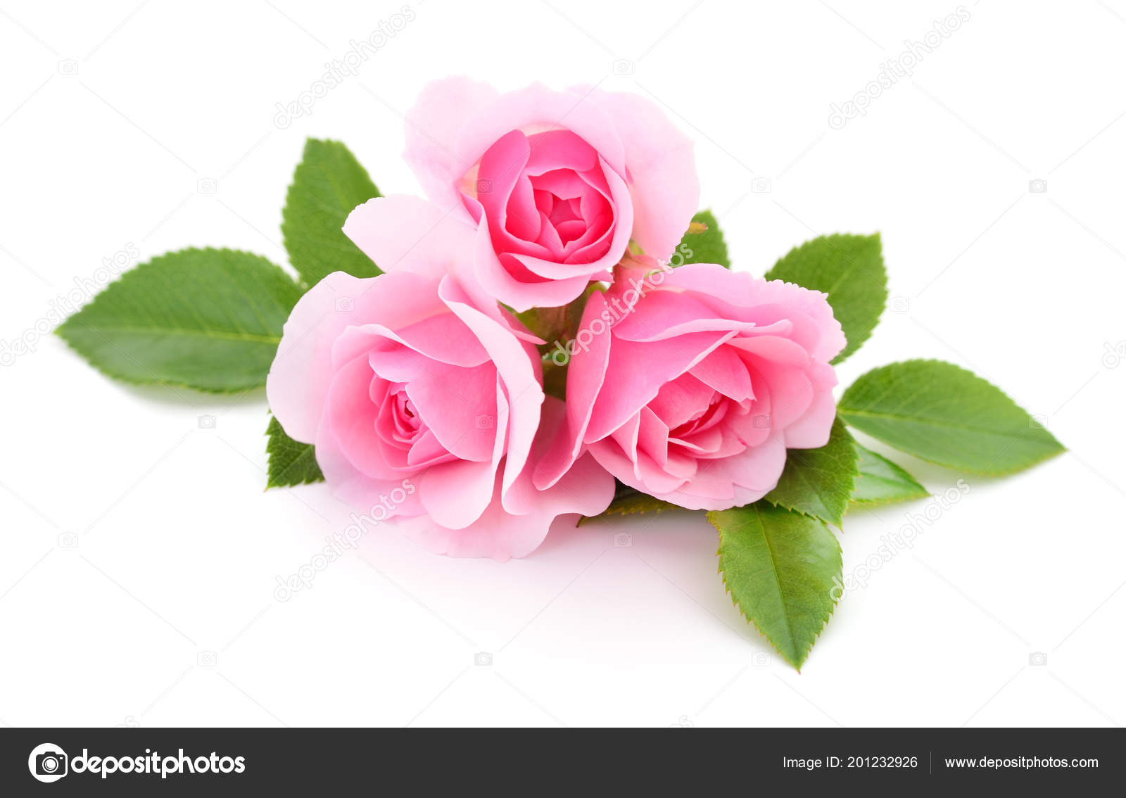 Beautiful White Pink Roses