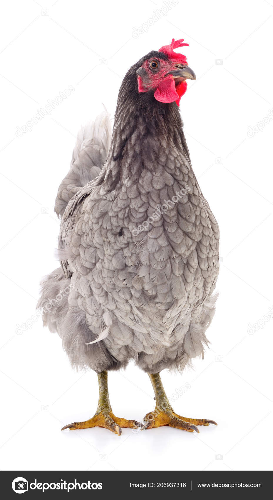 Gallina Gris Aislada Blanco Plano Estudio: fotografía de stock ...