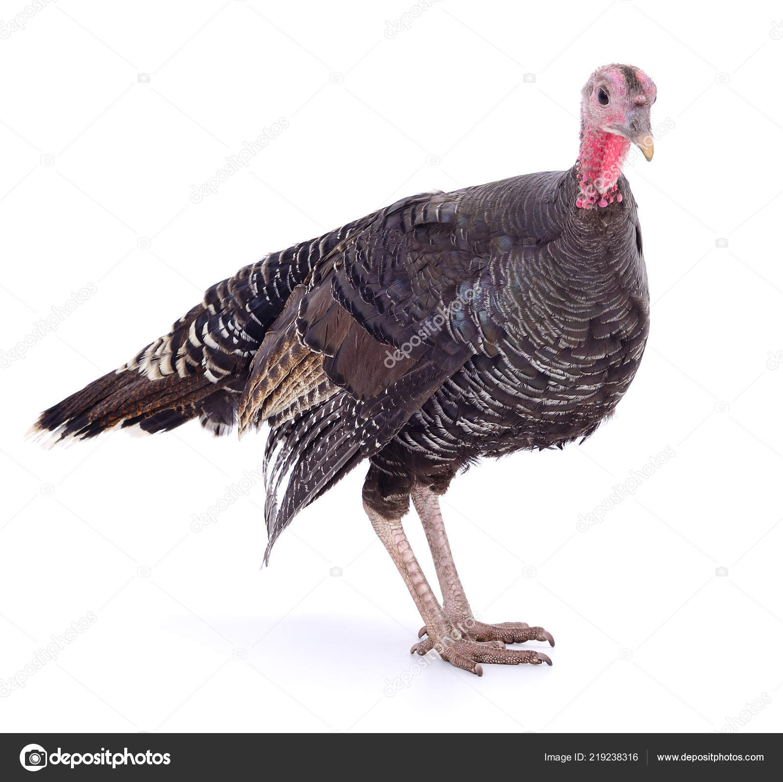 Dark Turkey Isolated White Background — Stock Photo © Tsekhmister ...