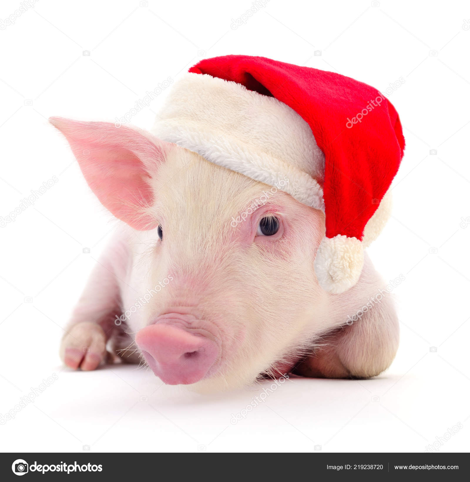 Santa Pig