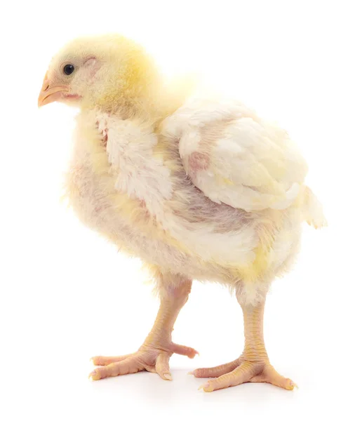 Incubation sepsis Stock Photos, Royalty Free Incubation sepsis Images ...