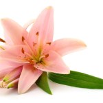 Two pink lily flowers Stock Photo by ©karandaev 27194283