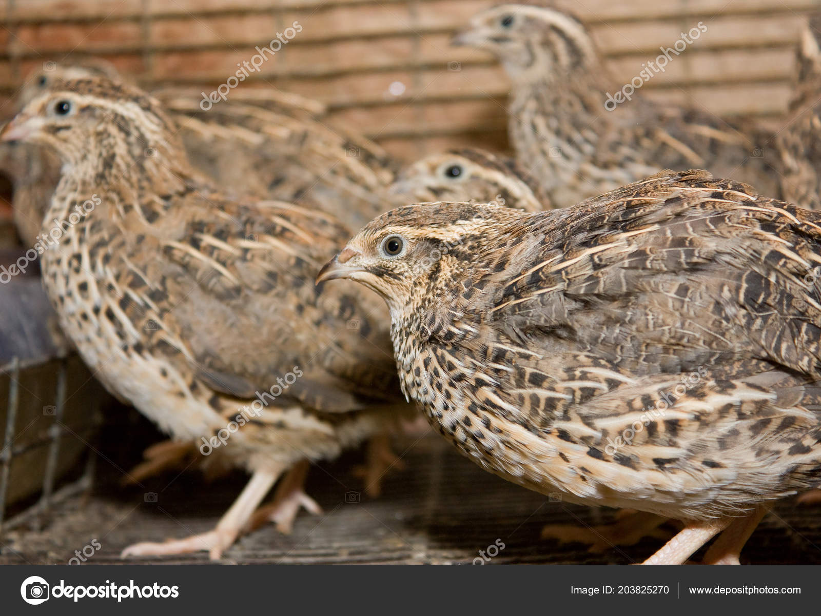 Quails Cage