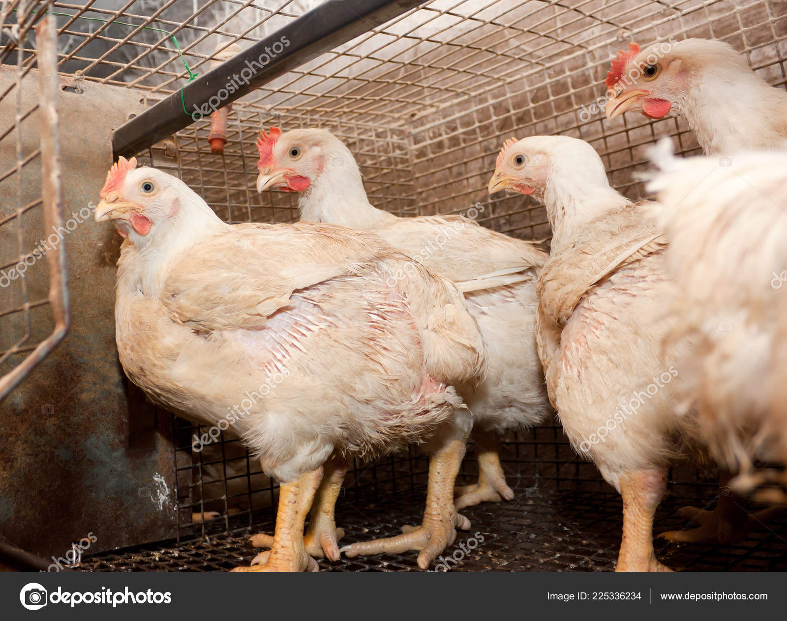 Broiler Chickens Cage Poultry Farm Industrial Production White Meat Stock Photo by ©kharhan ...