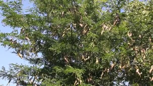 Honey Locust Tree Gleditsia Triacanthos Fruit — Stock Video © kharhan ...
