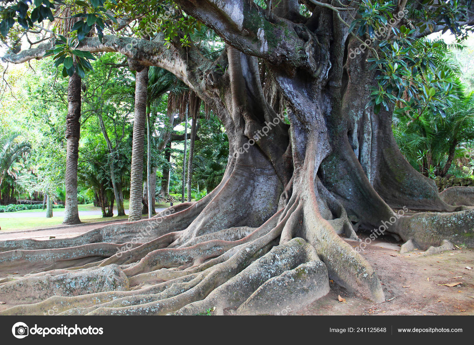 Large Ficus