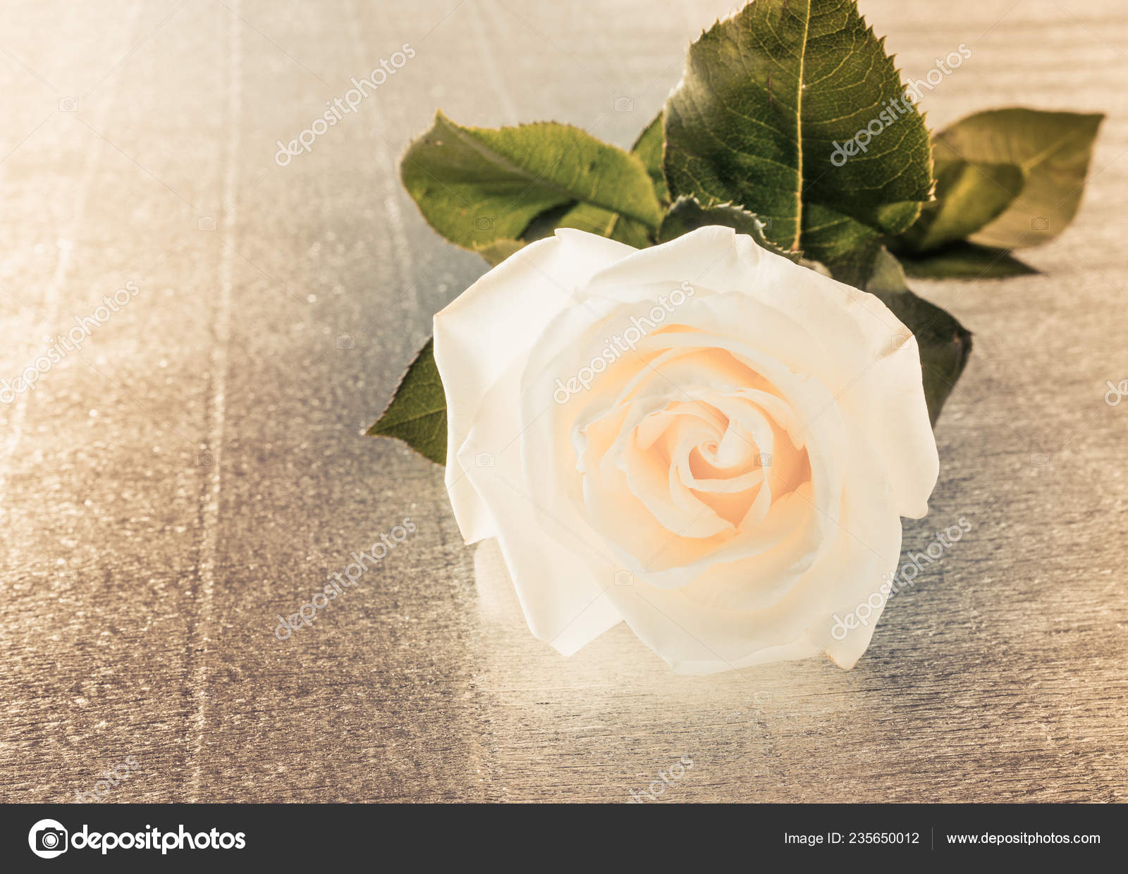 Beautiful White Rose Valentine Day Wedding Table Greeting Card — Stock ...