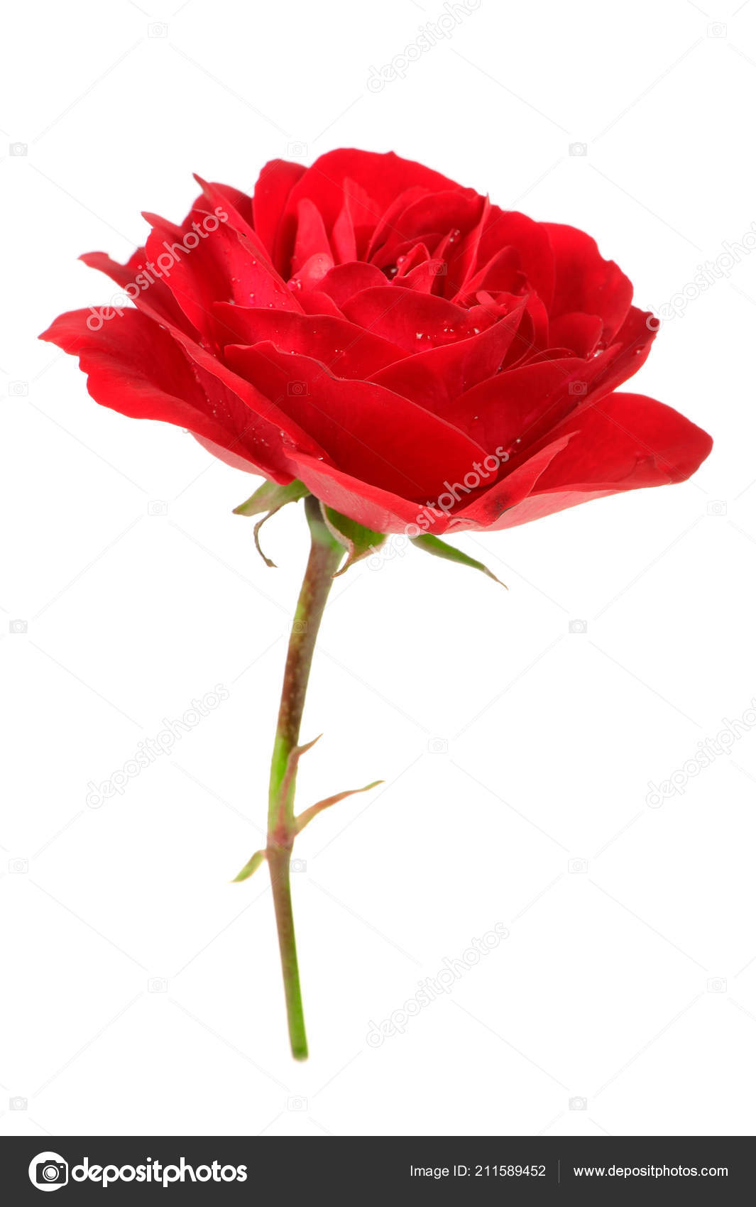 Beautiful Red Rose Stem Isolated White Background Stock Photo by ...