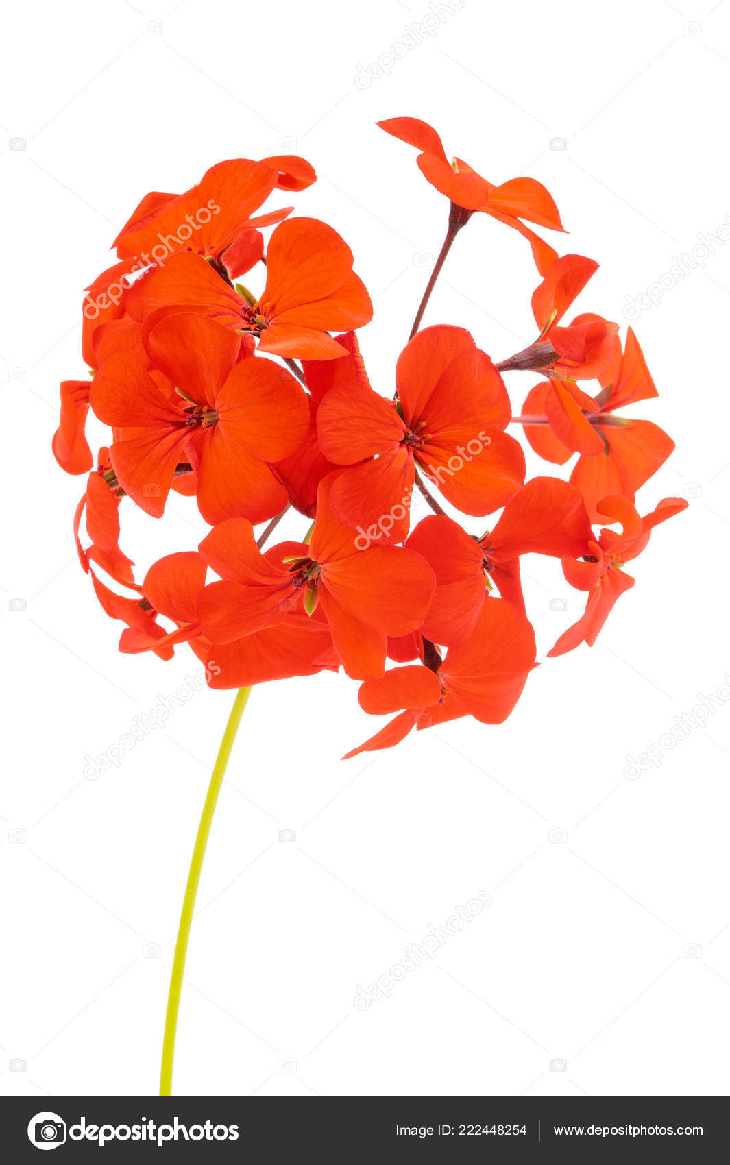 Red Pelargonium Hortorum Garden Geranium Inflorescence Isolated White ...