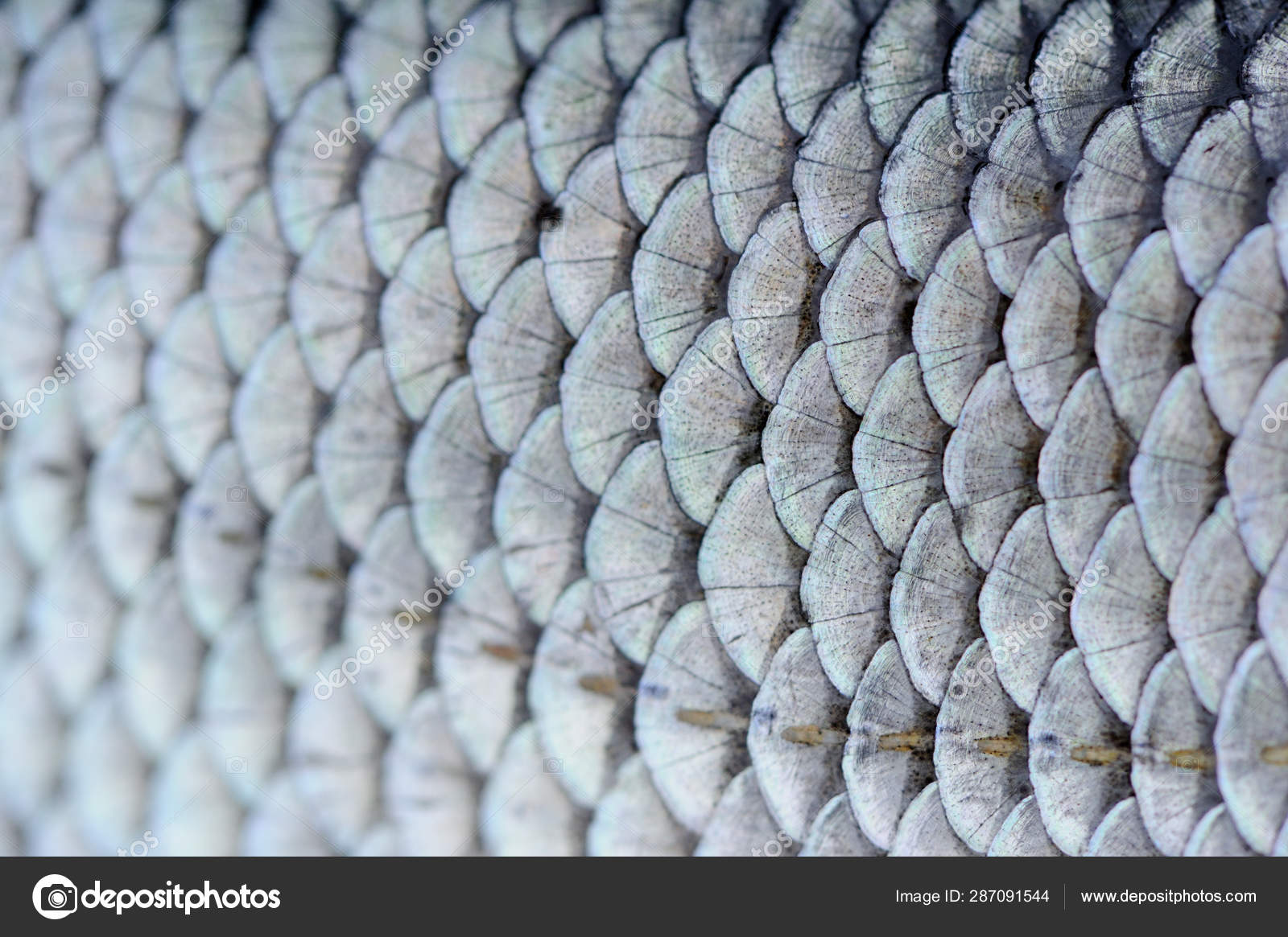 Roach Fish Scales Macro Stock Photo by ©Digifuture 287091544