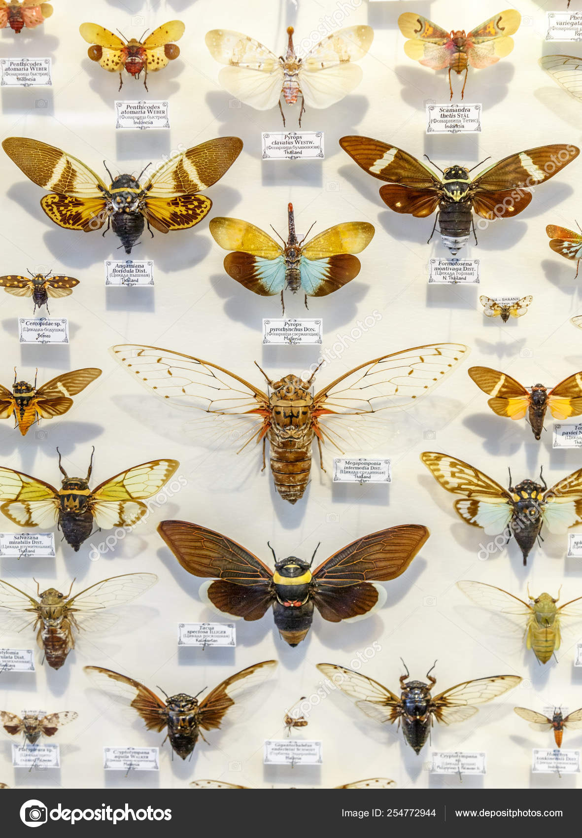 Moscow, Russia - March 12, 2019: Collection of dried natural insects in ...
