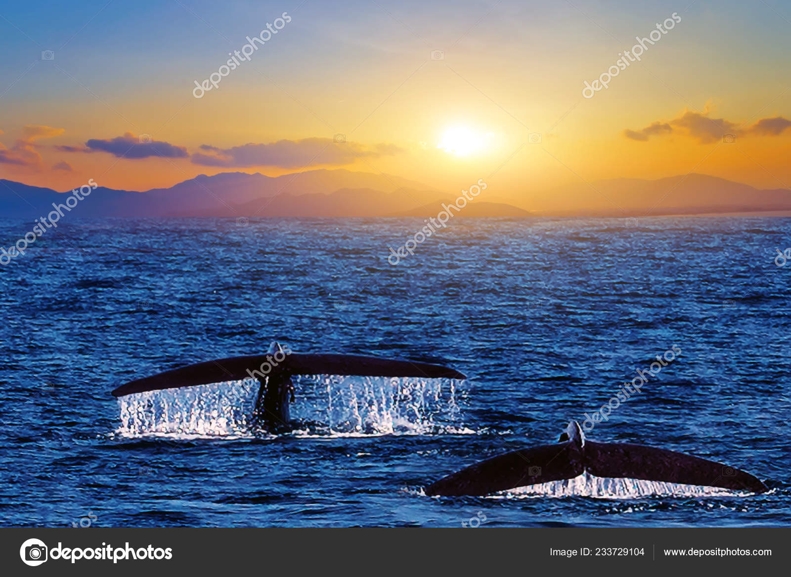 Sunrise Sea Whale Tail Humpback Whale Tail Dripping Water Stock Photo ...