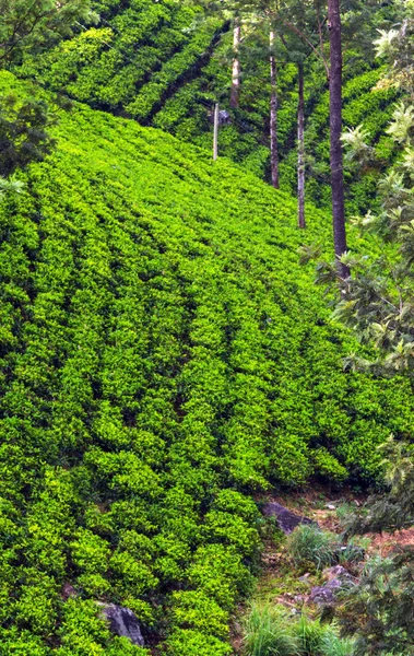 Natural selected Fresh tea leaves in tea farm, mountain tea bushes ...