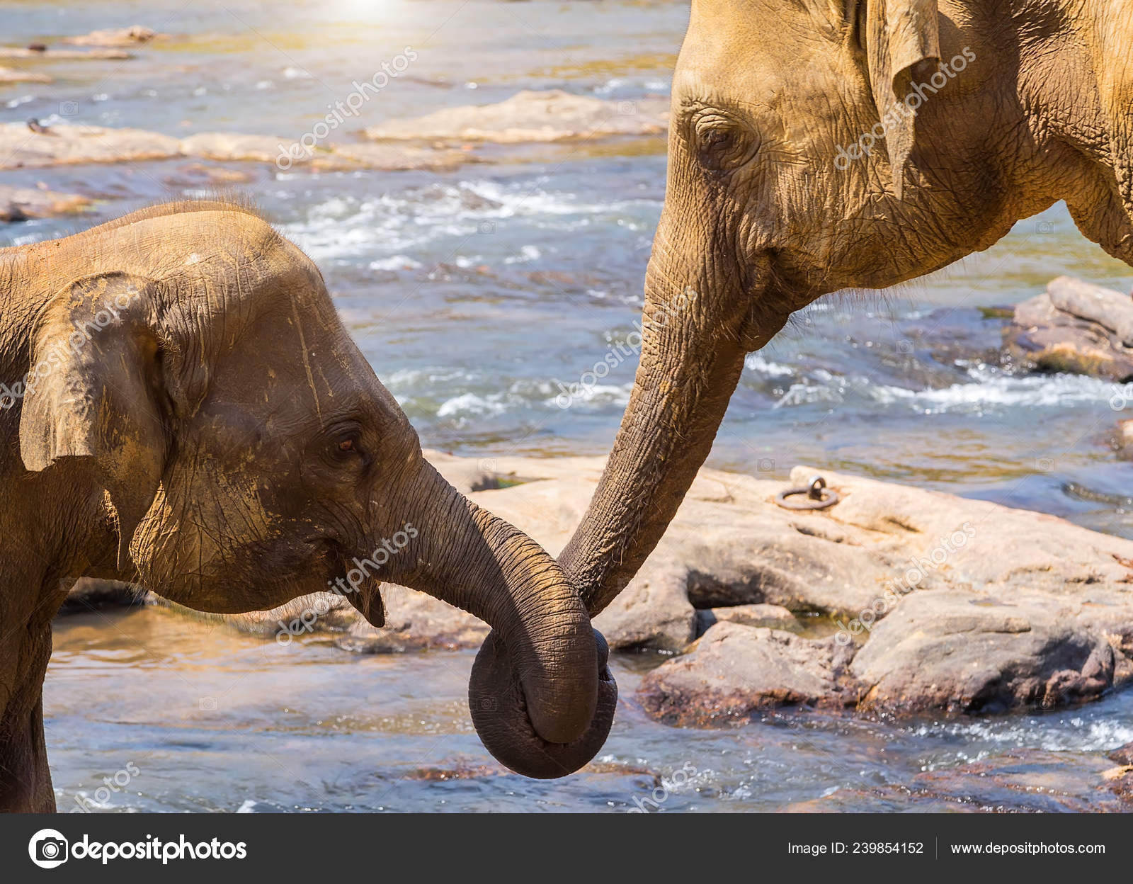 Kiss Elephants Trunk Hugging Love Story Concept National Thai Elephant — Stock Photo © fotoall ...