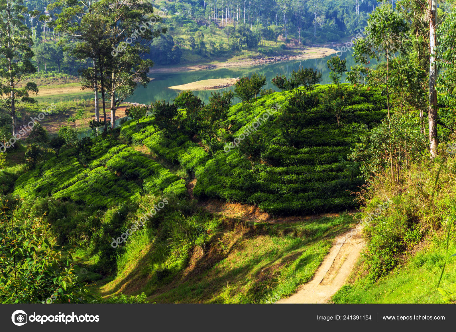 Tea Plantations Background Tea Estate Hill Country Sembuwaththa Matale ...