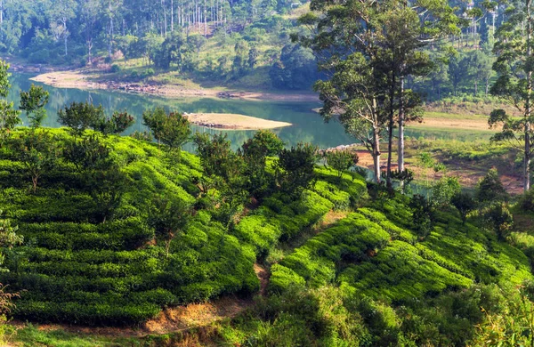 Tea Plantations Background Tea Estate Hill Country Sembuwaththa Matale ...