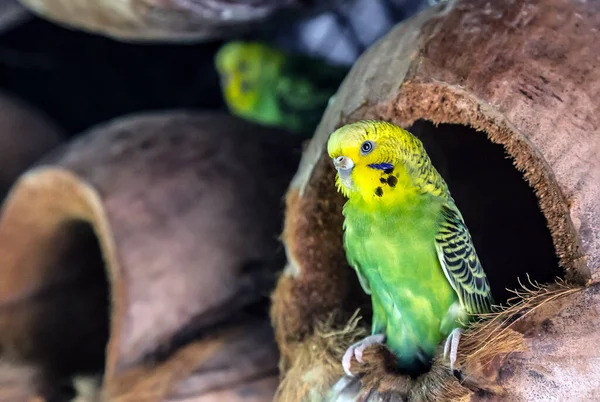 Budgerigar Australian Parakeet Melopsittacus undulatus parrot pet Bird ...