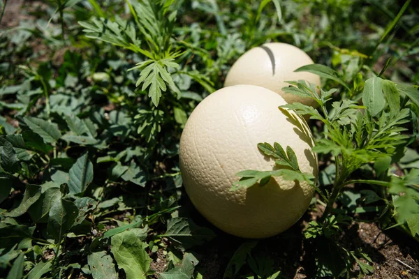 Couple Whole Ostrich Eggs Africa Big Heavy Egg Exotic African — Stock ...