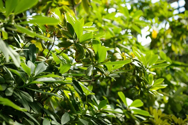 Rare exotic plant grow in botanic greenhouse.Tropical plant leaves in ...