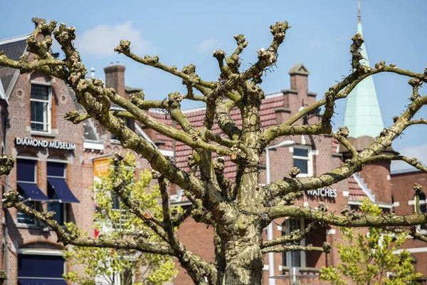 Amsterdam tree Stock Photos, Royalty Free Amsterdam tree Images ...