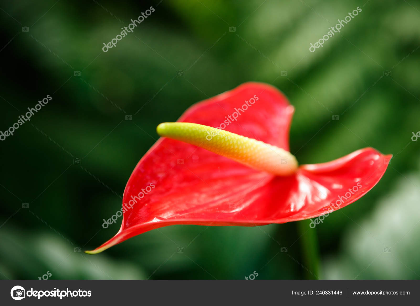 Exotic Red Yellow Anthurium Flower Close Rare Flamingo Flower Grow ...