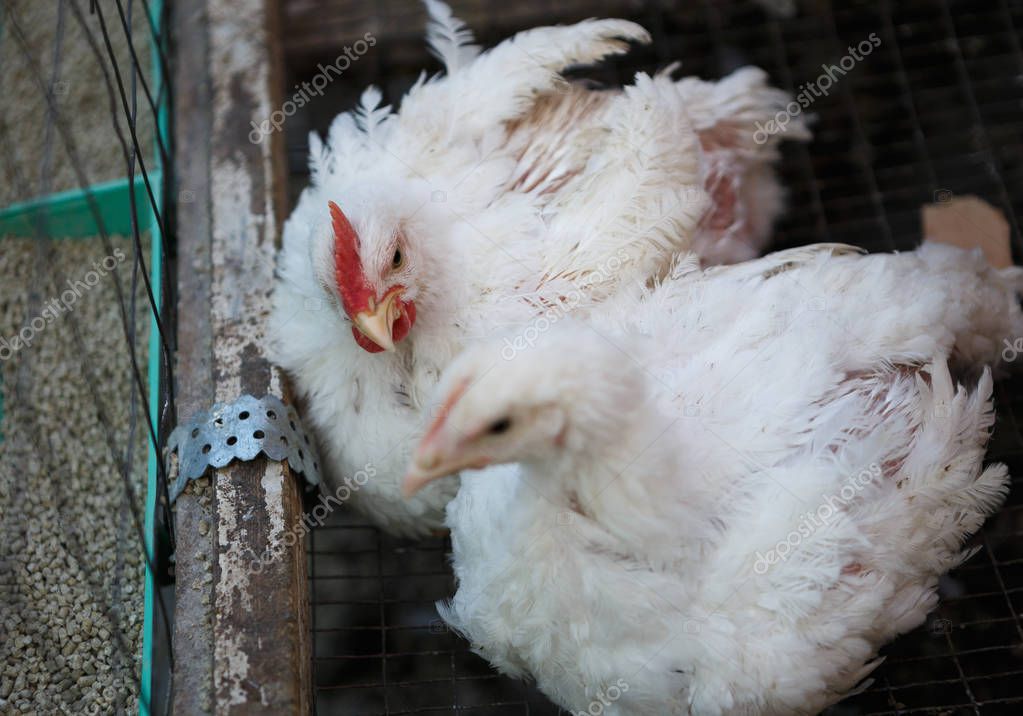 Comedero de pollo en aves de corral. Aves de granja forraje con ...