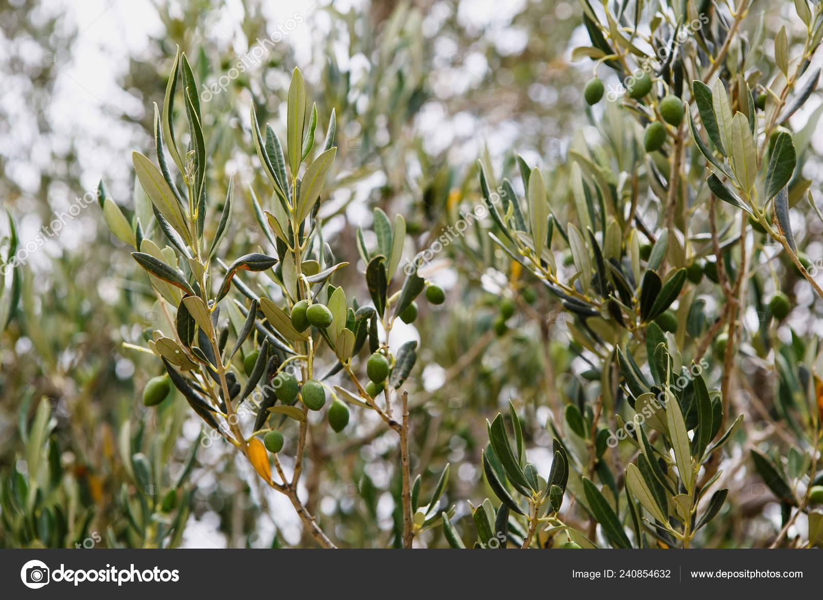 Green Olive Trees Braches Close Olives Growing Vagetable Garden ...