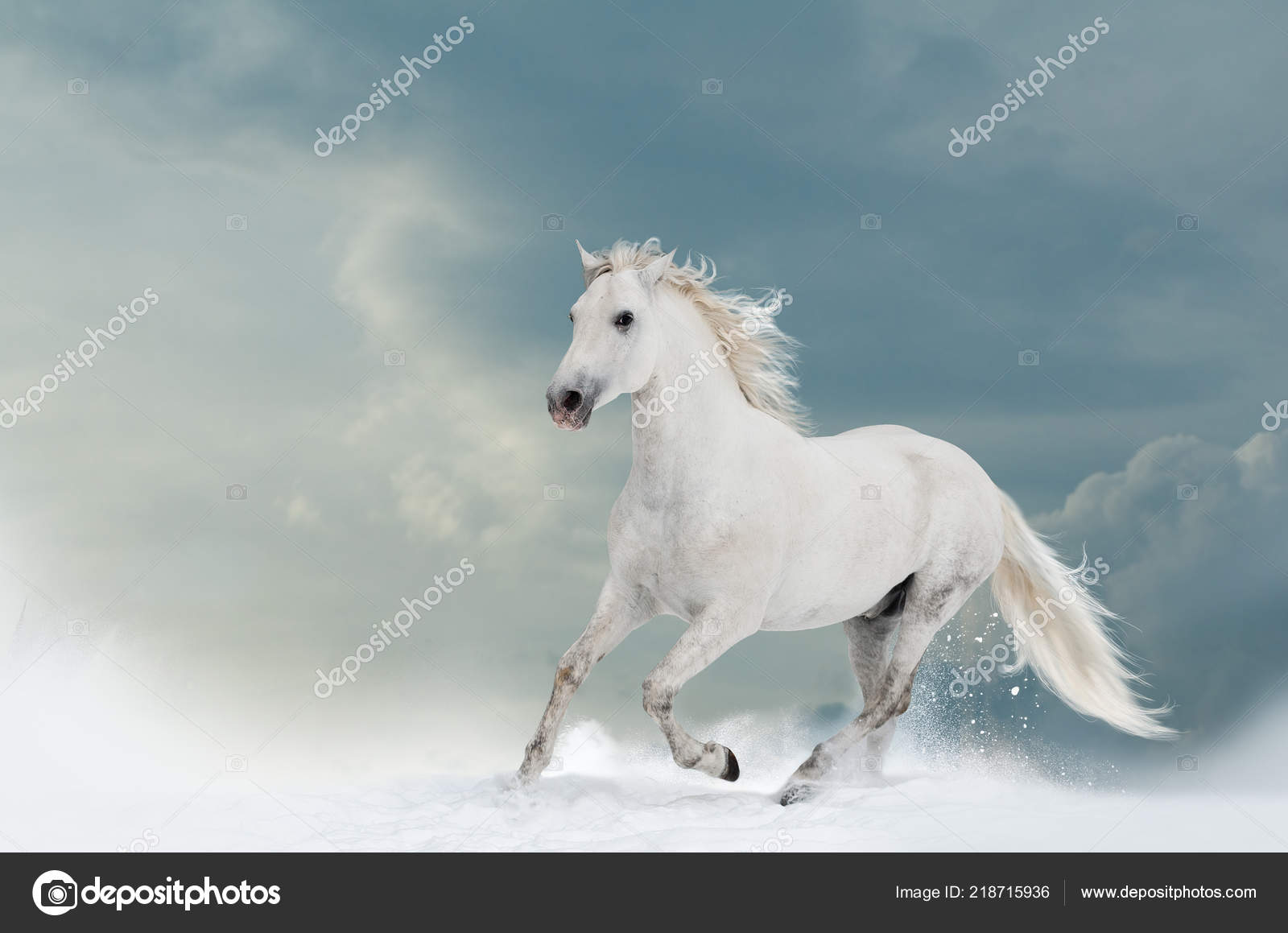 Beautiful white stallion in winter Stock Photo by ©mari_art 218715936