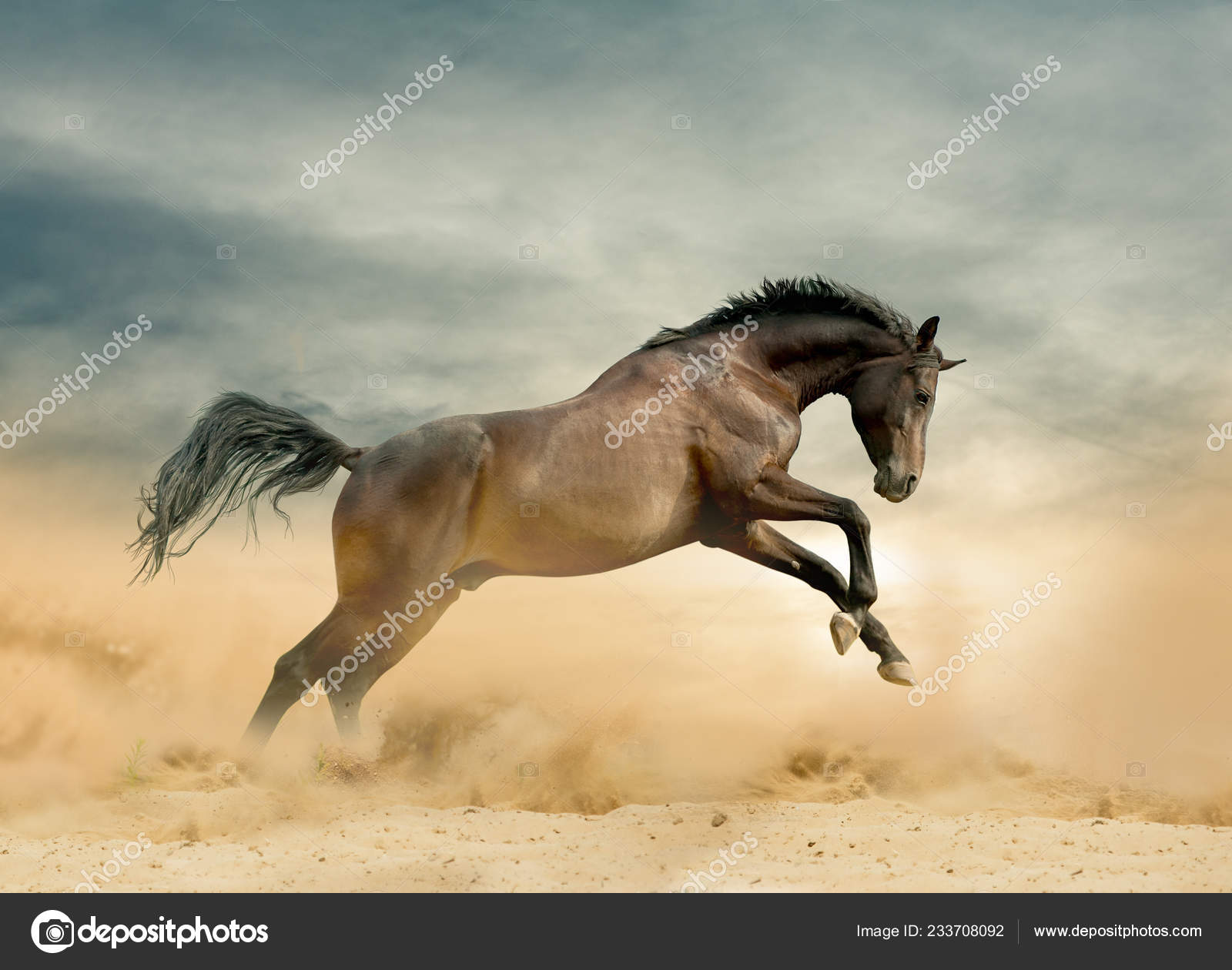 Wild stallion in prairies Stock Photo by ©mari_art 233708092