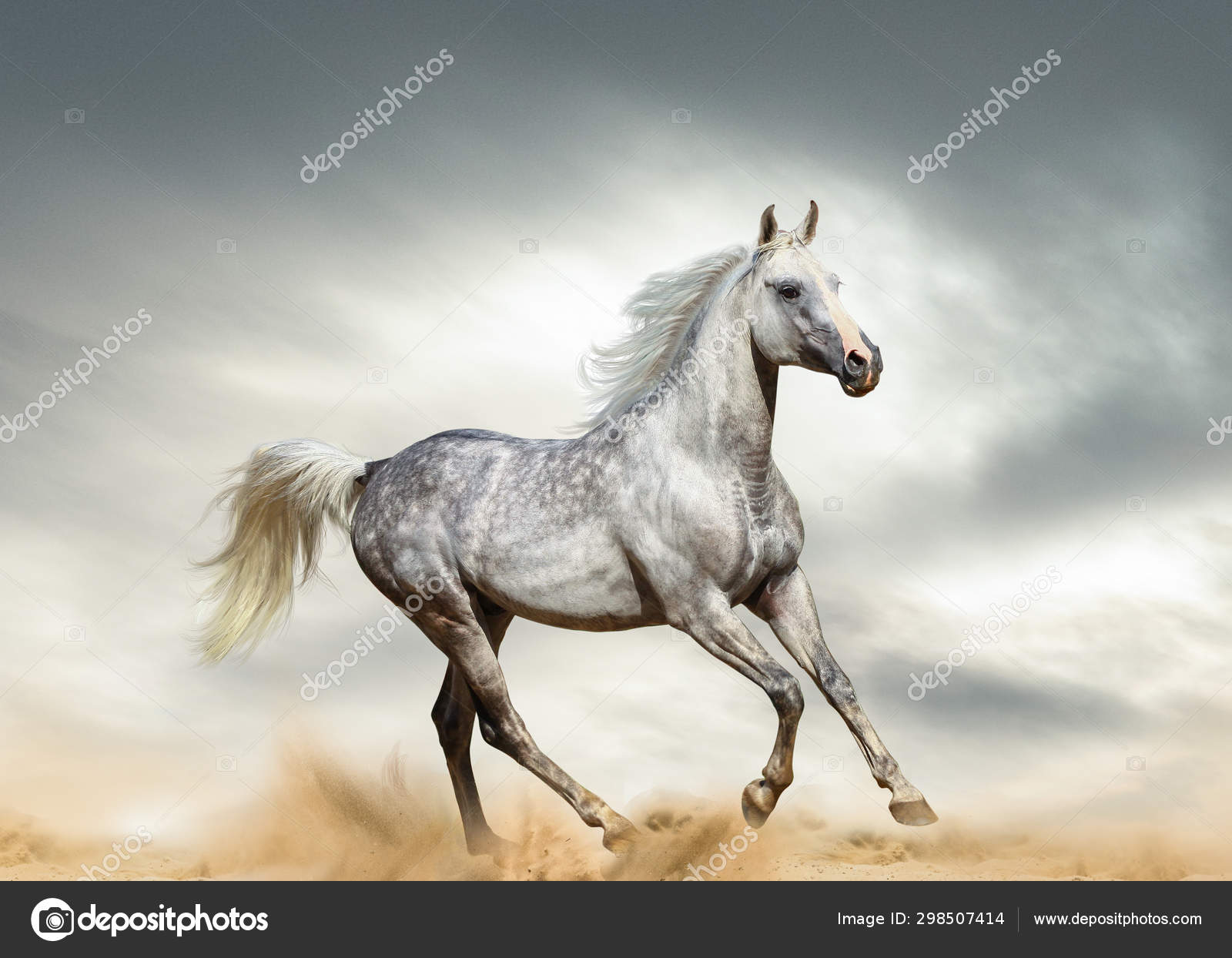 Dapple Gray Arabian Horse