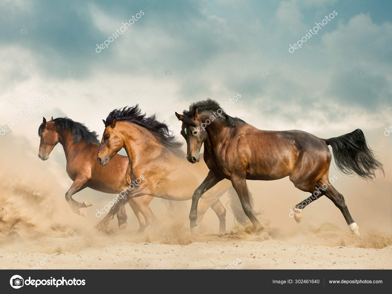 Beautiful Running Horses