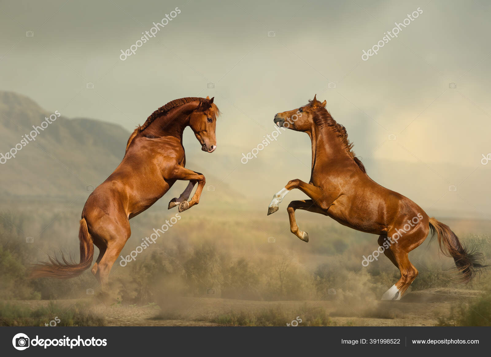 Chestnut Horse Rearing
