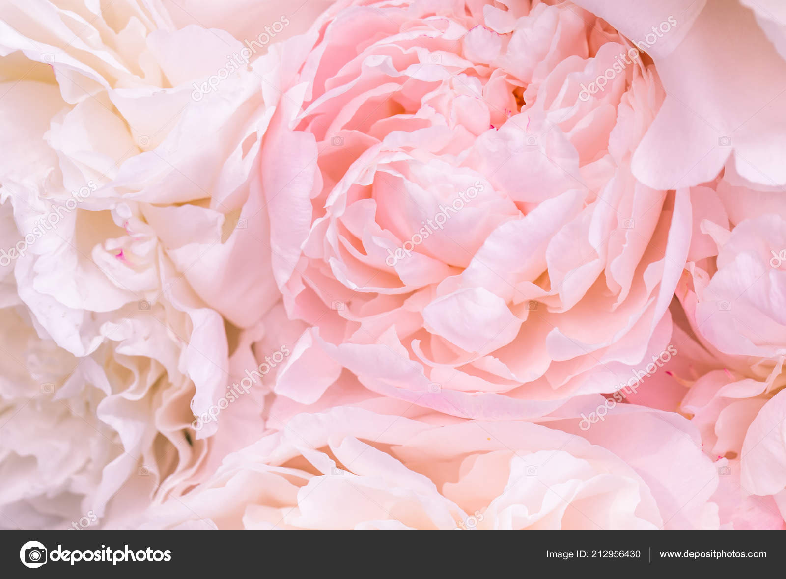 Light Pink Rose Petals