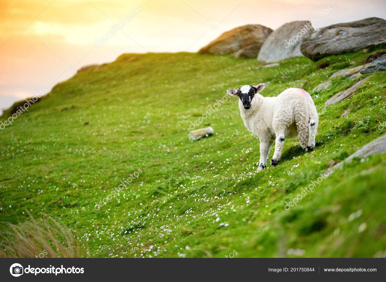 Sheep Grazing Green Meadow Mountains Background Ireland Stock Photo by ...