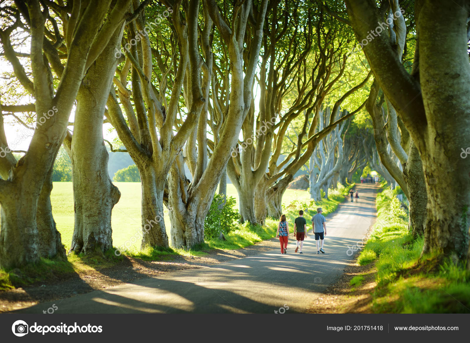 Avenue Beech Trees Bregagh Road County Antrim Northern Ireland Stock ...