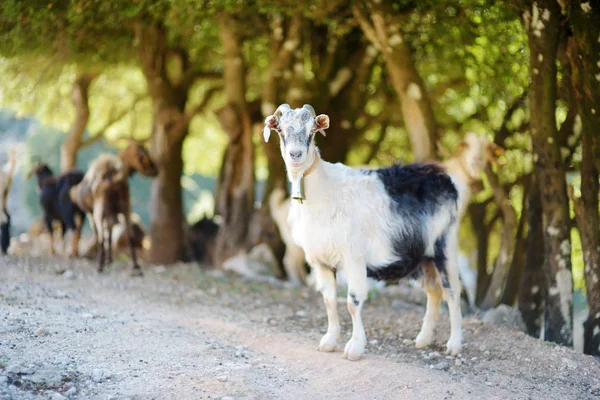 Herd of goats grazing by the road in Peloponnese, Greece. Domestic ...