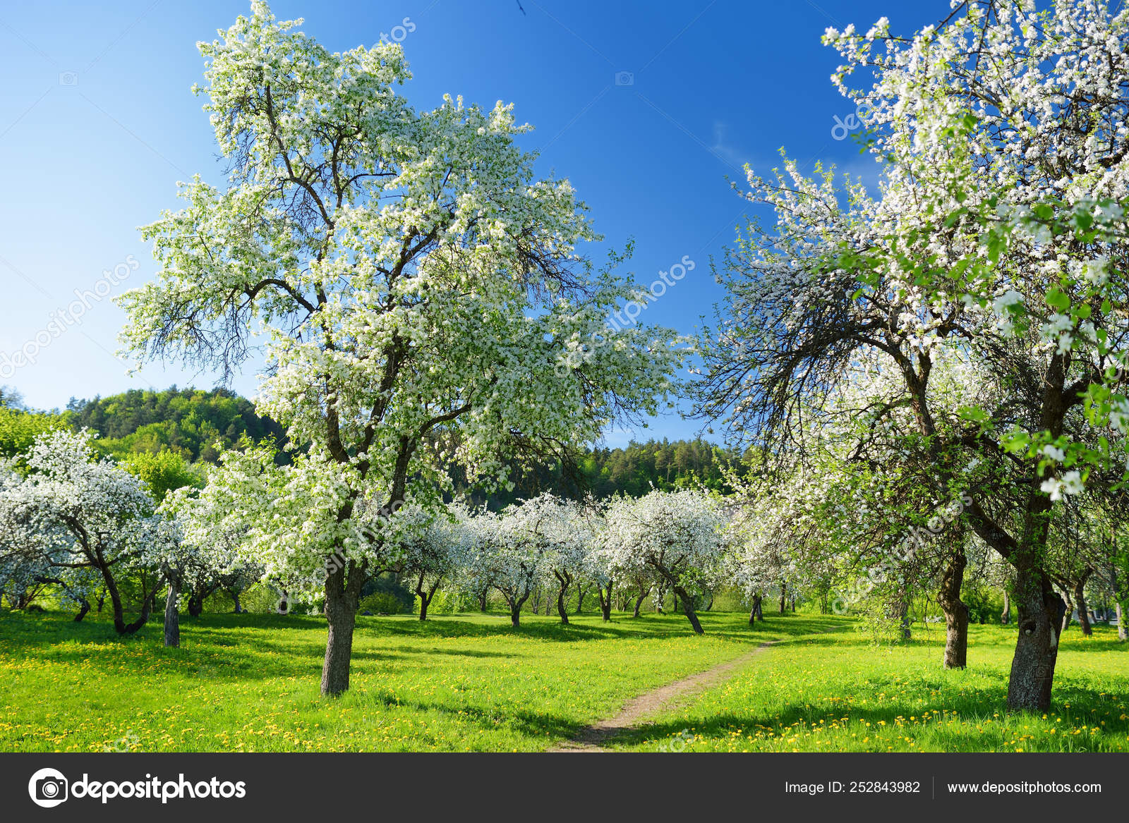 Beautiful Old Apple Tree Garden Blossoming Sunny Spring Day Blooming ...